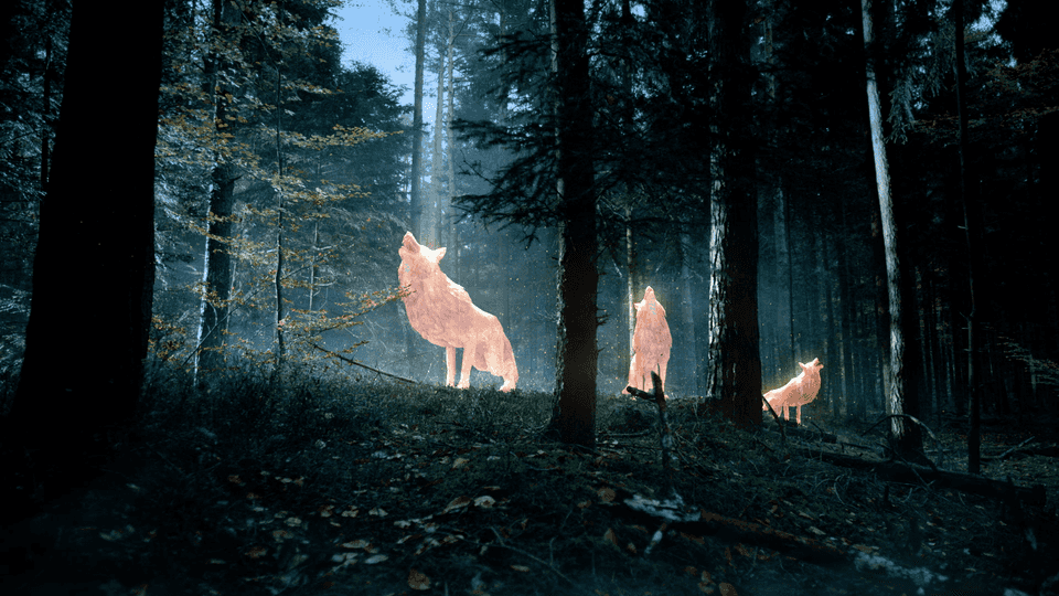 2025年大阪・関西万博 住友館「UNKNOWN FOREST」ティザー映像 | 株式会社モンタージュ - MONTAGE Inc.